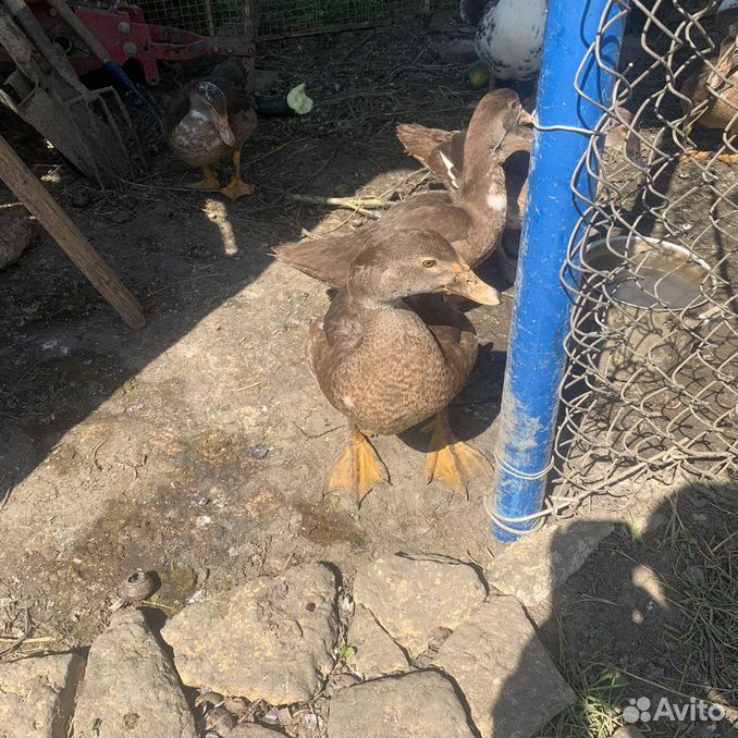 Мускусные утята индоутки