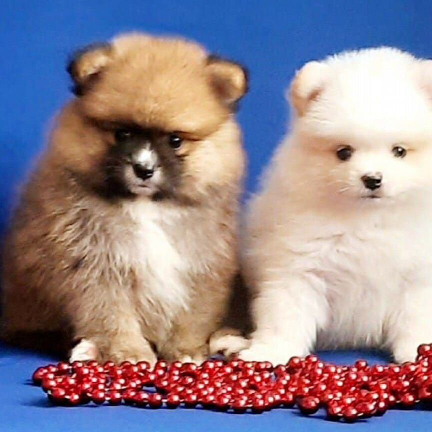 Померанский шпиц, щенок