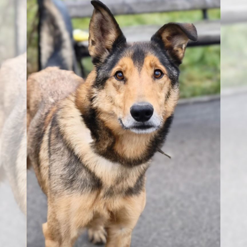 Взрослый пёс в добрые руки