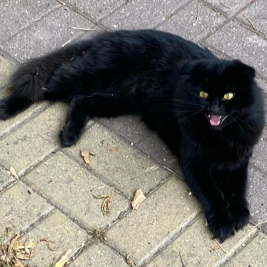 Котик в добрые руки