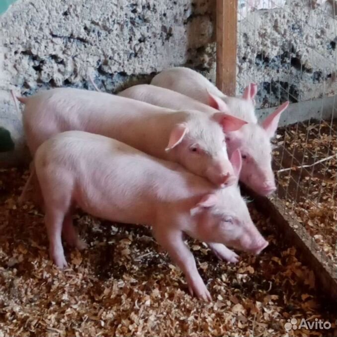 Поросенок ландрас