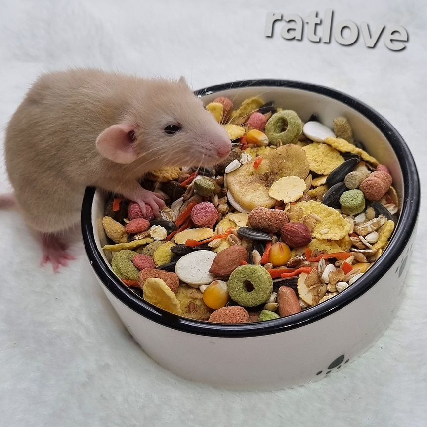 Корм для крыс от ratlove