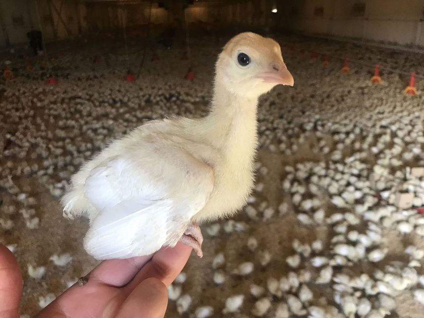 Индюшата Биг -6, 30 дневные на 20.04.2024