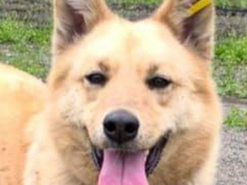 Собака Пеппи - охранница и крысоловка