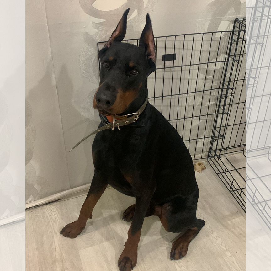 Доберман, взрослый пёс