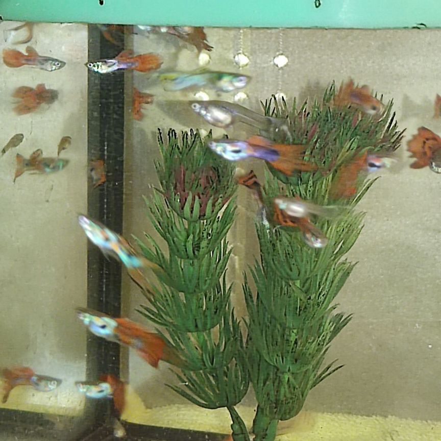 Аквариумные рыбки Гуппи