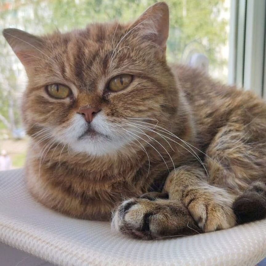 Взрослая кошка в добрые руки