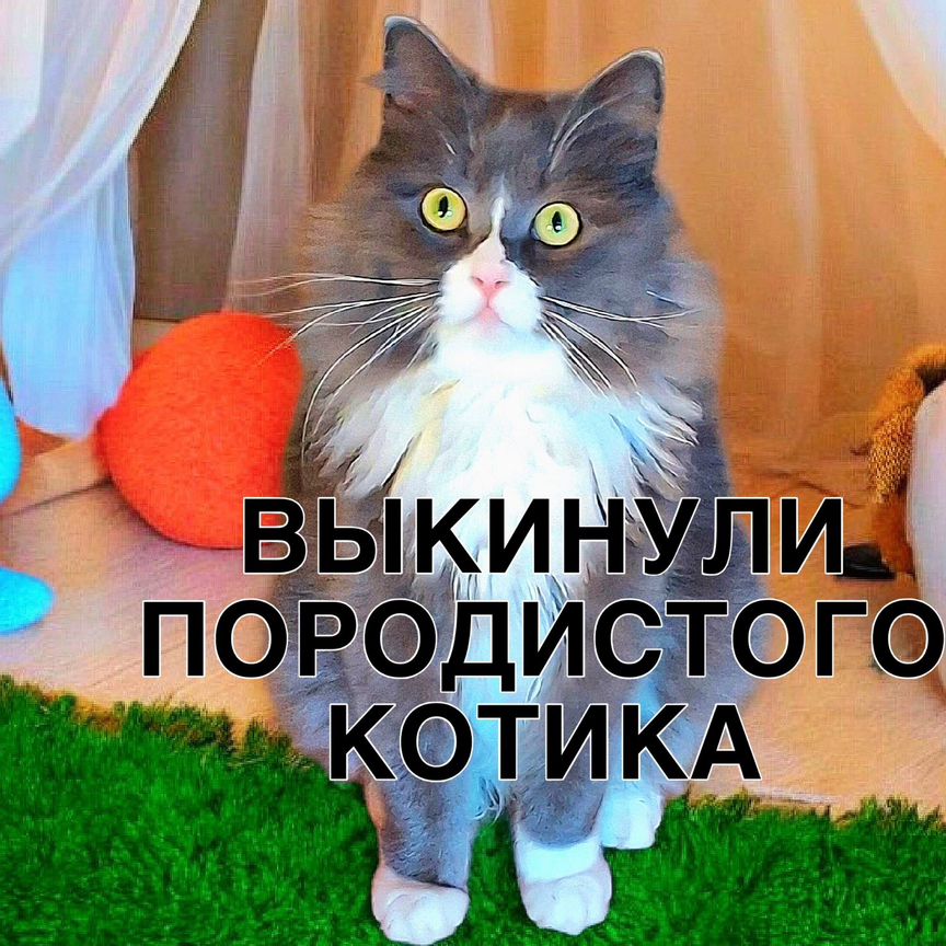 Взрослый кот в добрые руки
