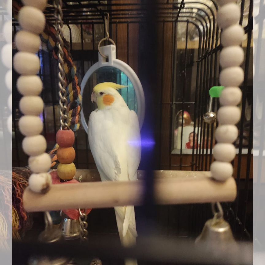 Продам попугай с клеткой