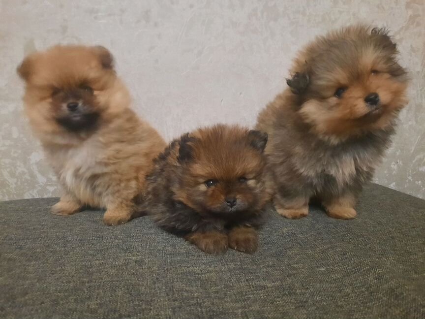 Померанский шпиц