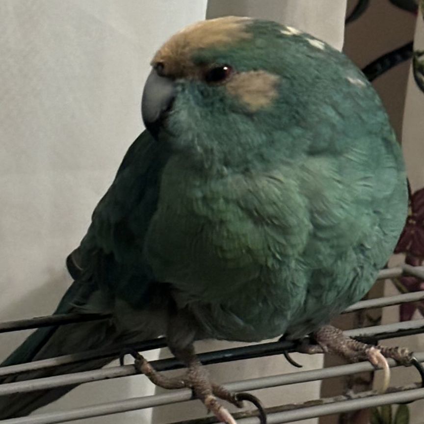 Попугай какарик с клеткой