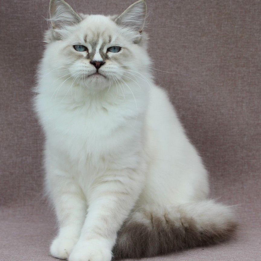 Невские маскарадные котята