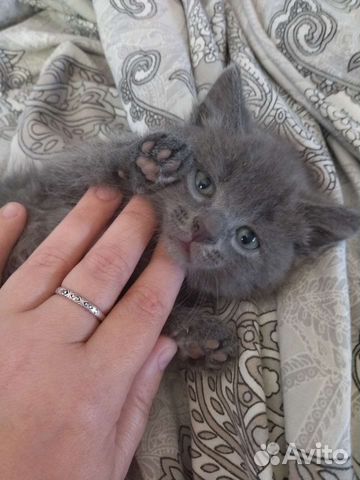 Русская голубая