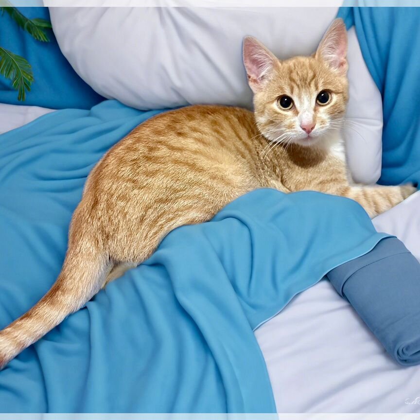 Котёнок в добрые руки