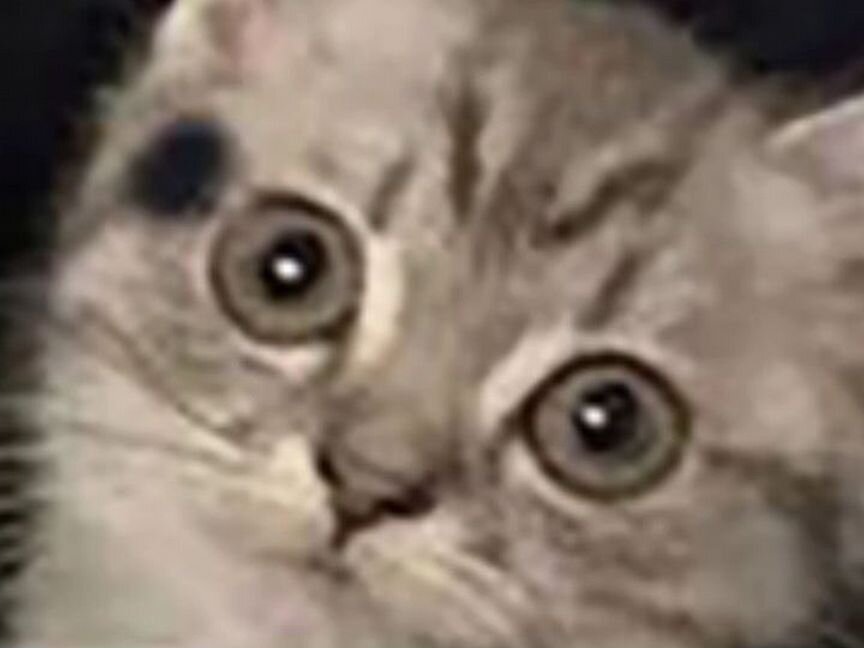 Котек