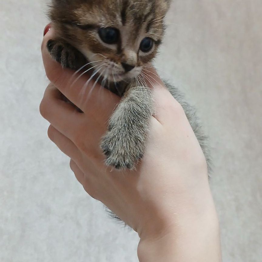 Котята в добрые руки бесплатно