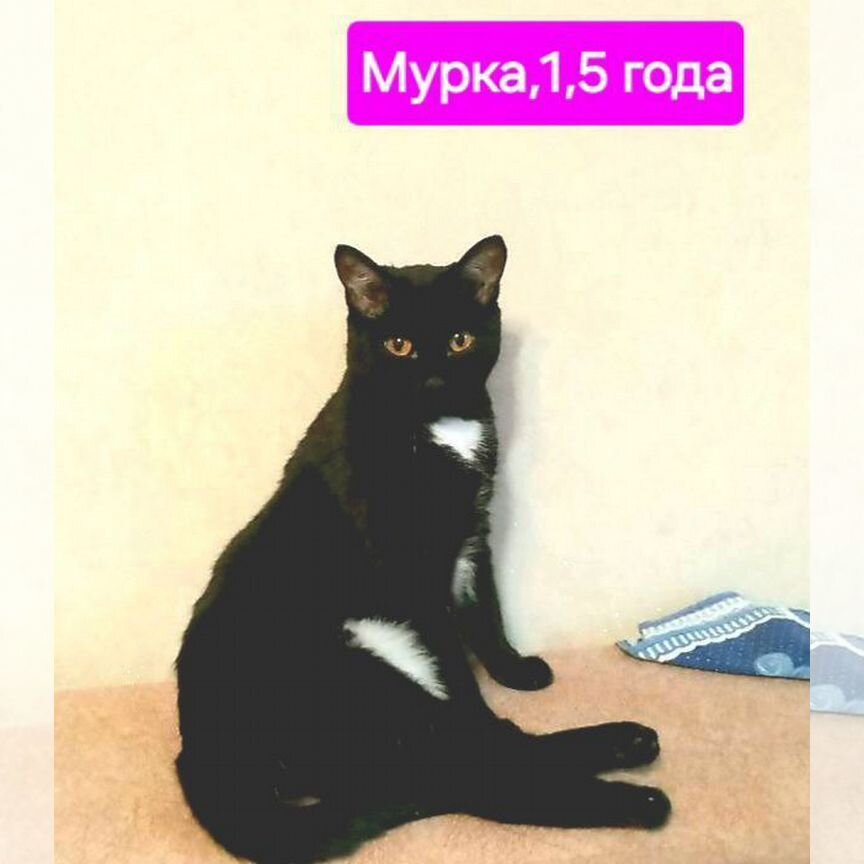 Взрослая, Девочка кошка в добрые руки