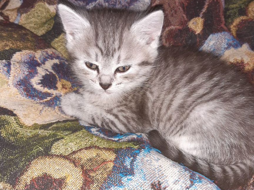 Котик в добрые руки