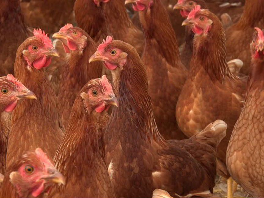 Продажа кур молодок