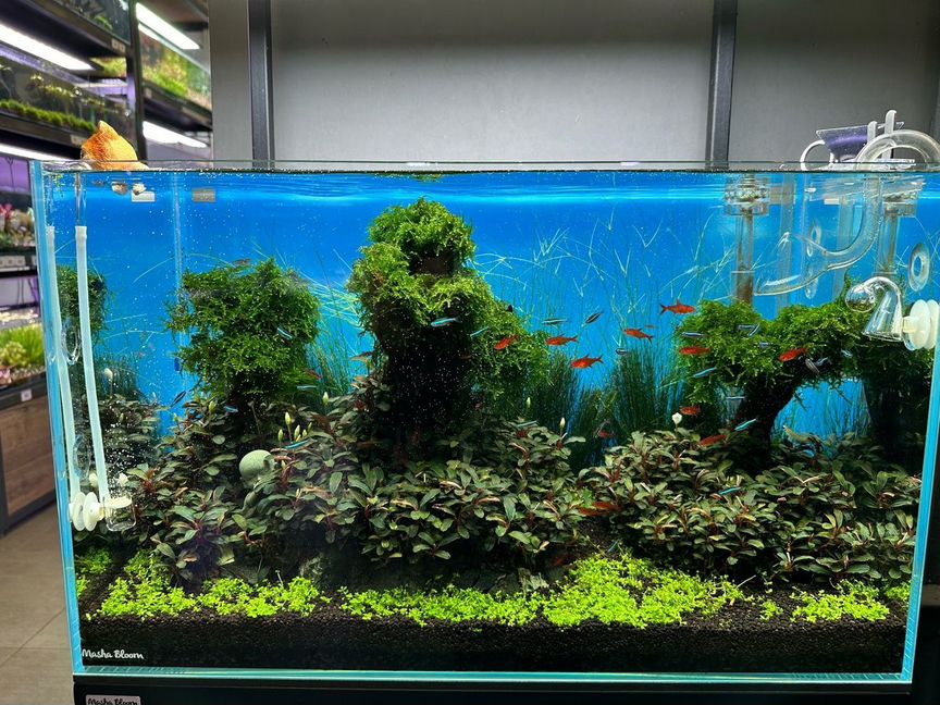 Аквариум 60 литров. Для рыбок, креветок и растений