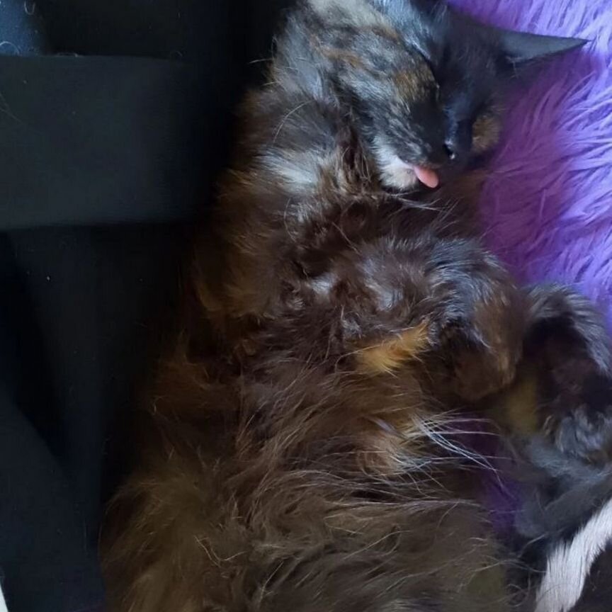 Кошки