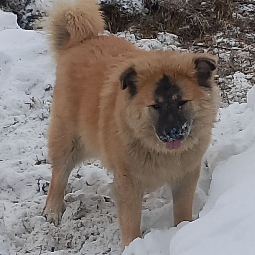 Кавказская овчарка, щенок