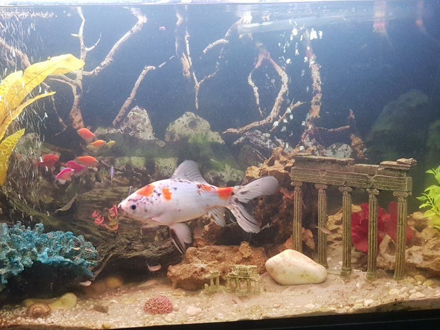 Рыбка крупная отдам