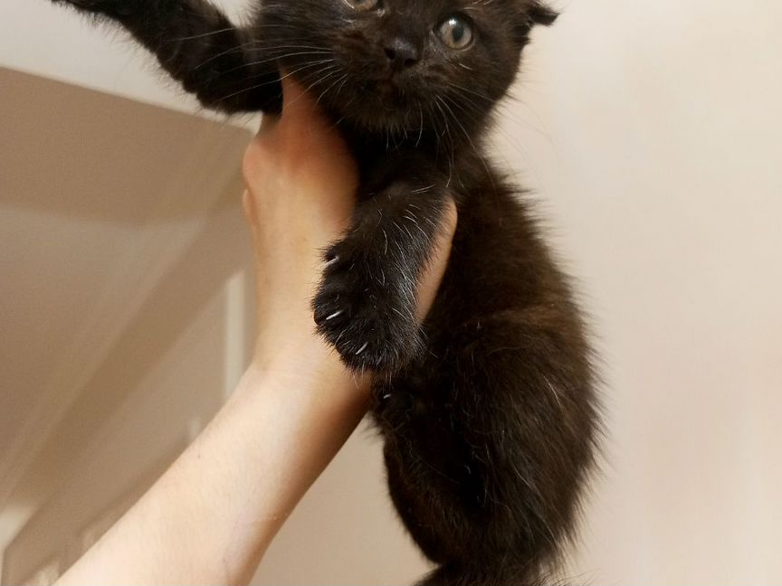 Вислоухий котенок