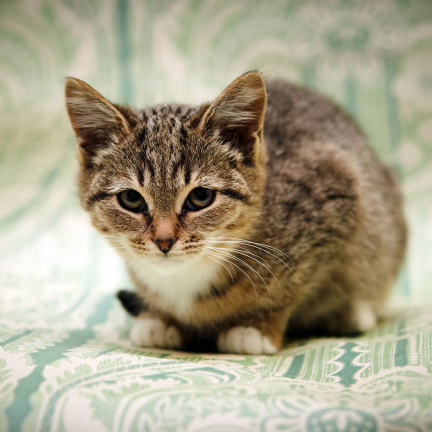 Котята в добрые руки приучены к лотку