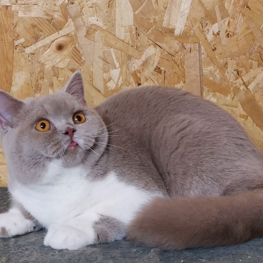 Британские котята