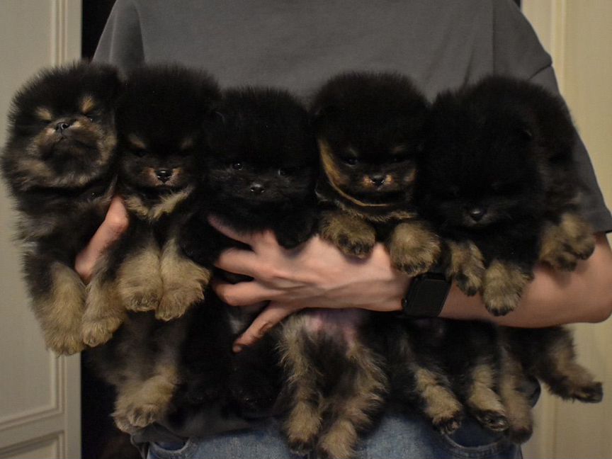 Черно-подпалые миники