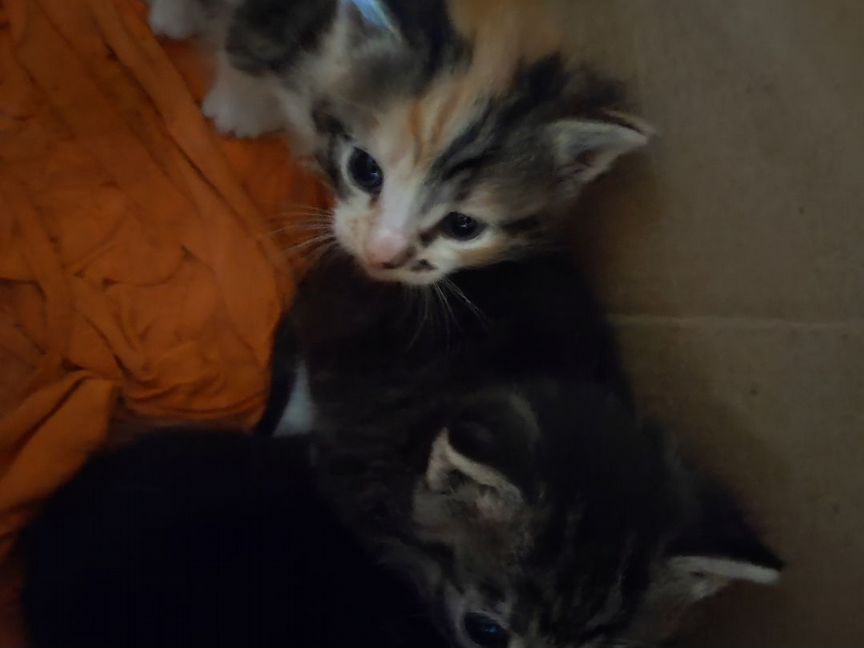 Котята в добрые руки 1 месяц
