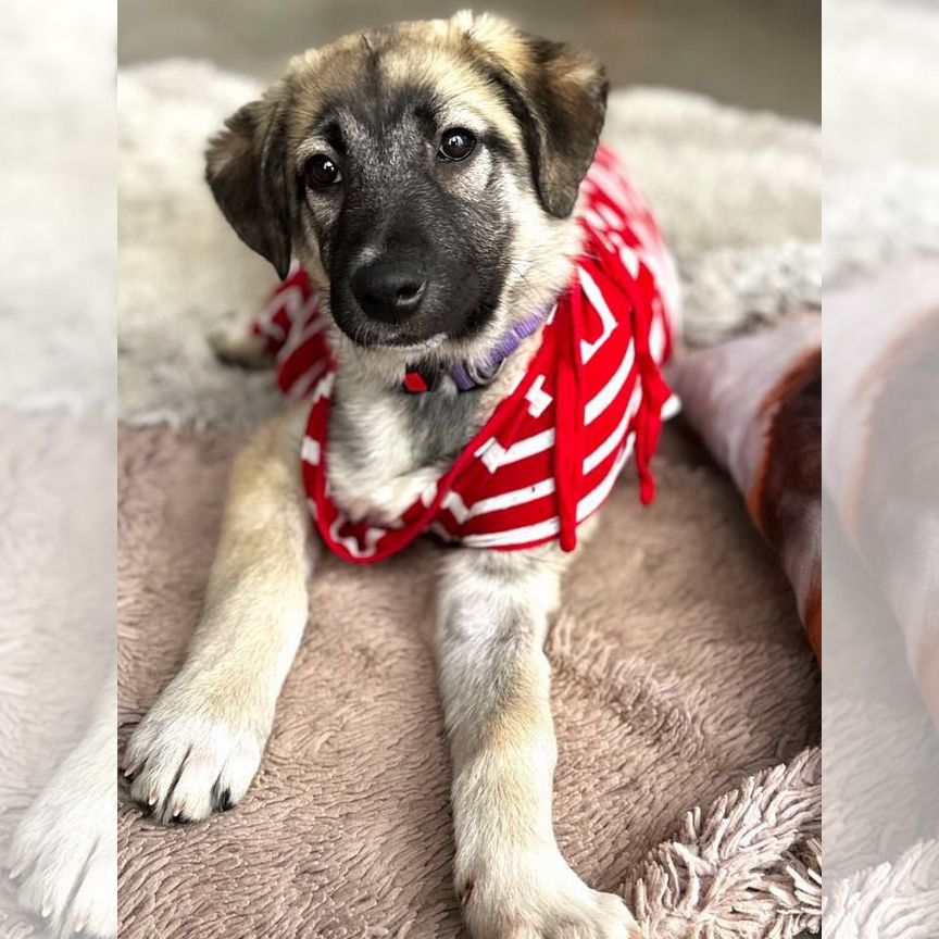 Щенок в добрые руки