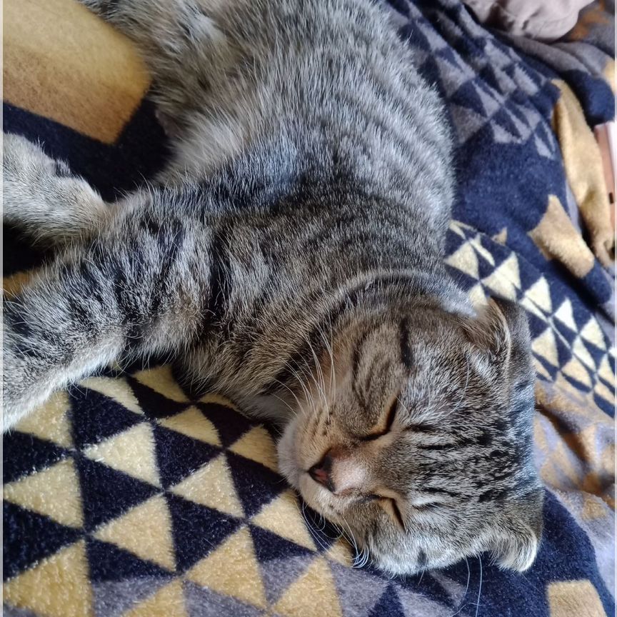 Шотландский вислоухий короткошёрстный котёнок