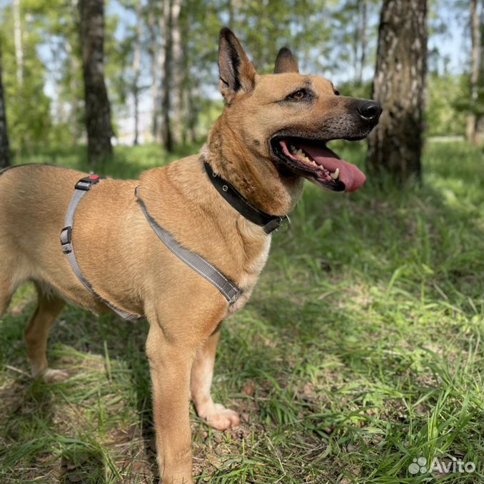 Собака Василиса в добрые ручки