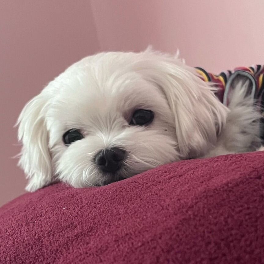 Щенки мальтийской болонки mini Maltese baby face