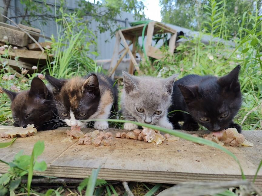 Котята в добрые руки