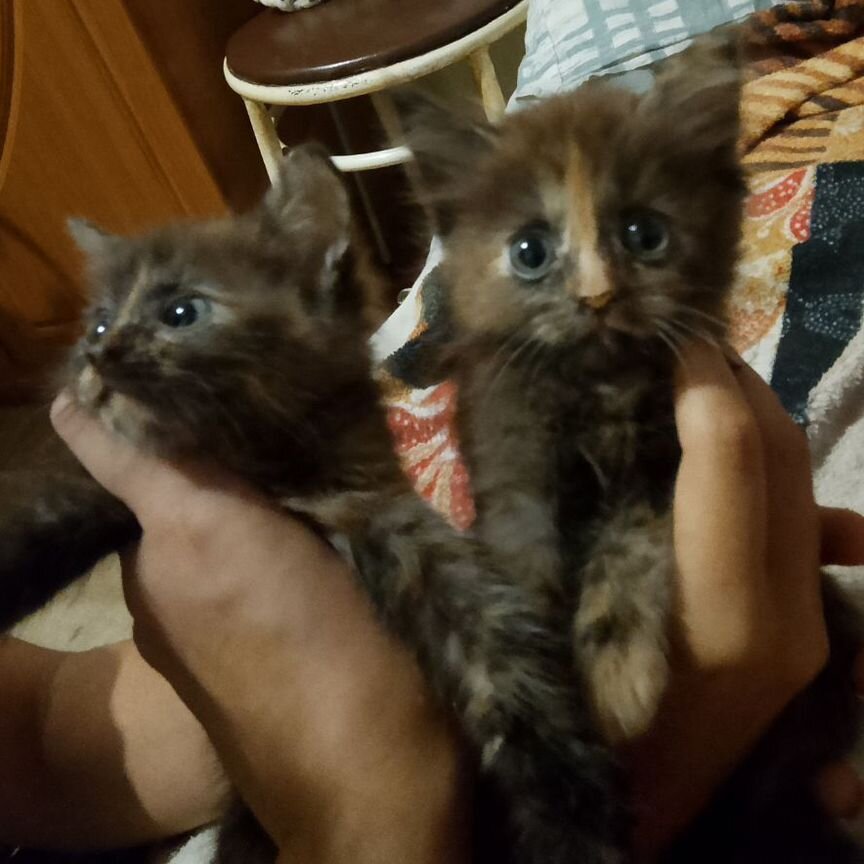 Котята в добрые руки, две девочки