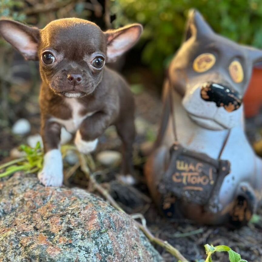 Чихуахуа, щенок