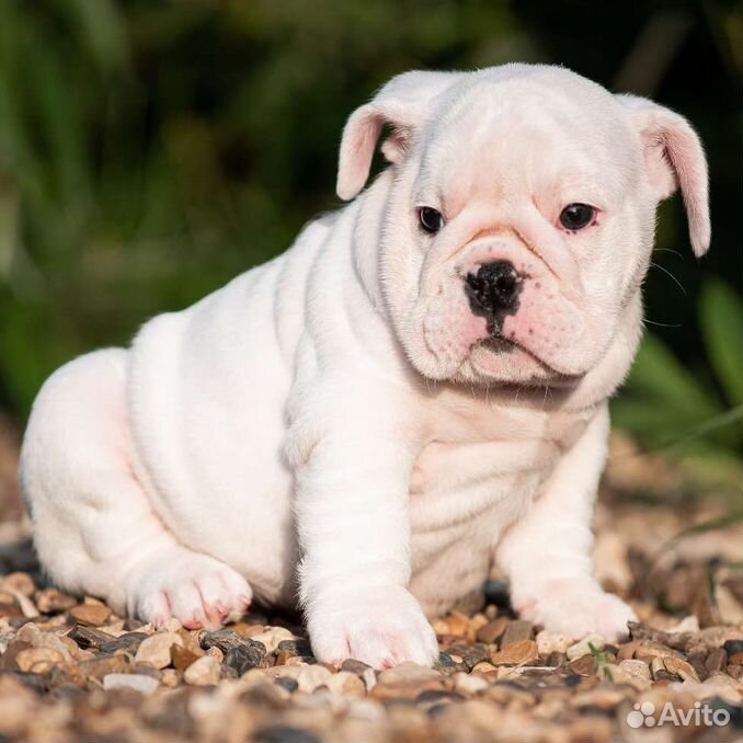 Английский бульдог мальчонка