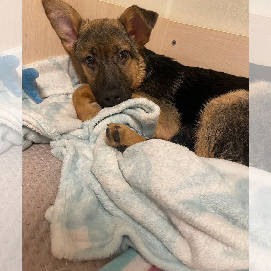 Немецкая овчарка, щенок