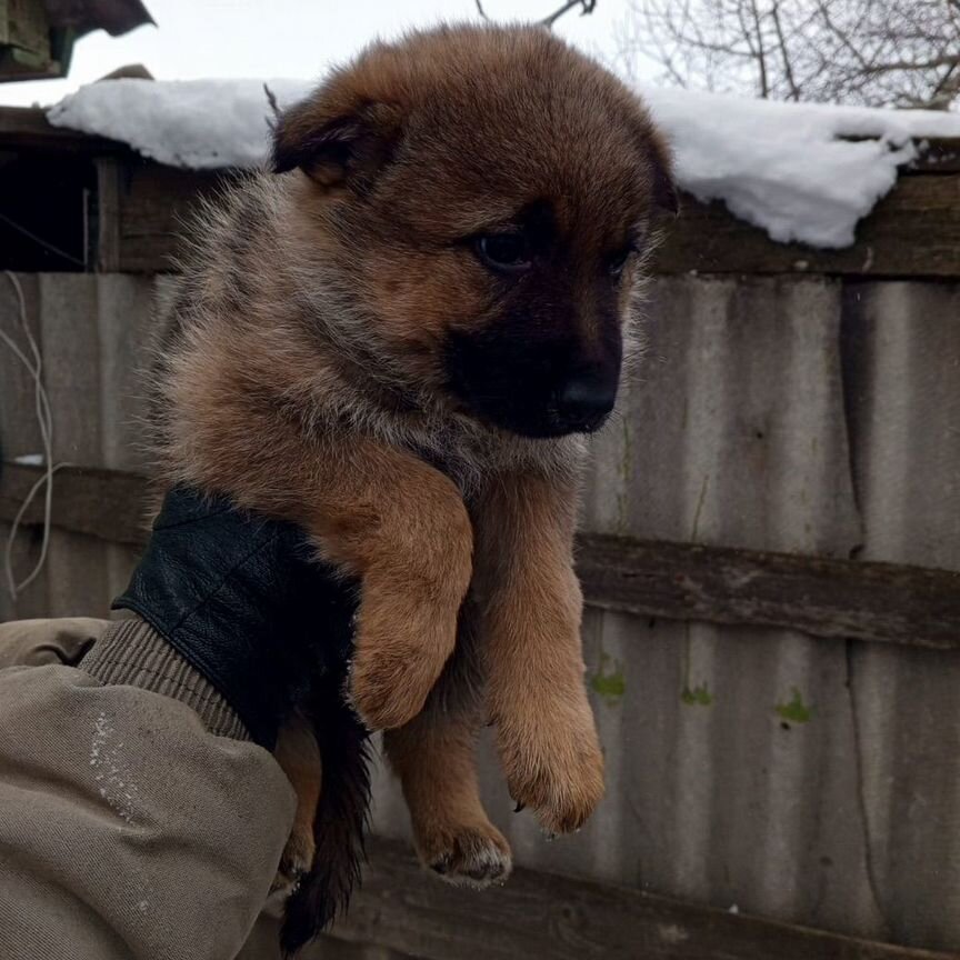 Немецкая овчарка