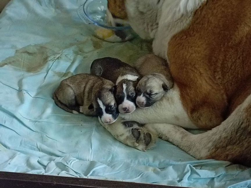 Алабай (не породистый)