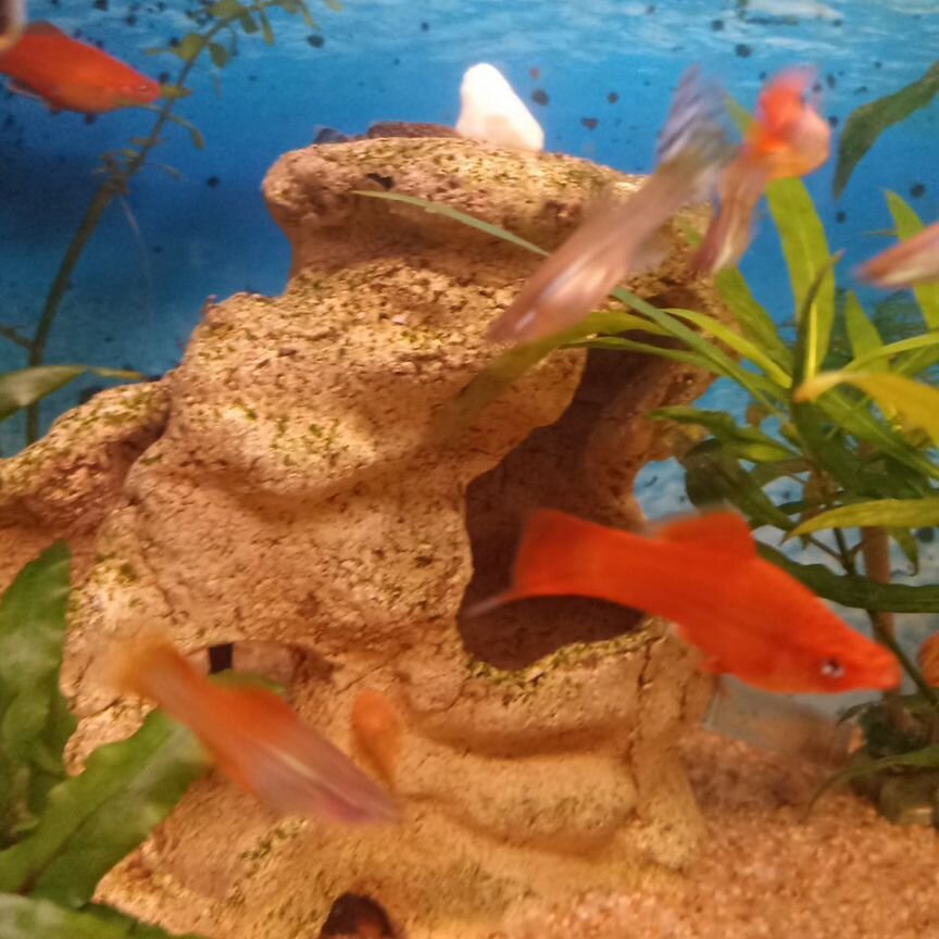 Меченосцы взрослые