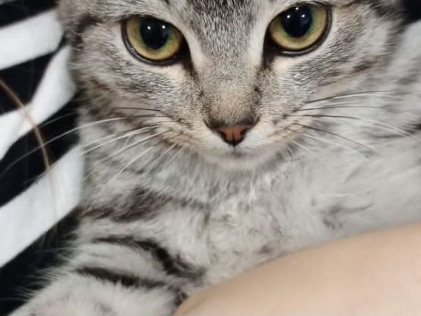 Котенок, породистый