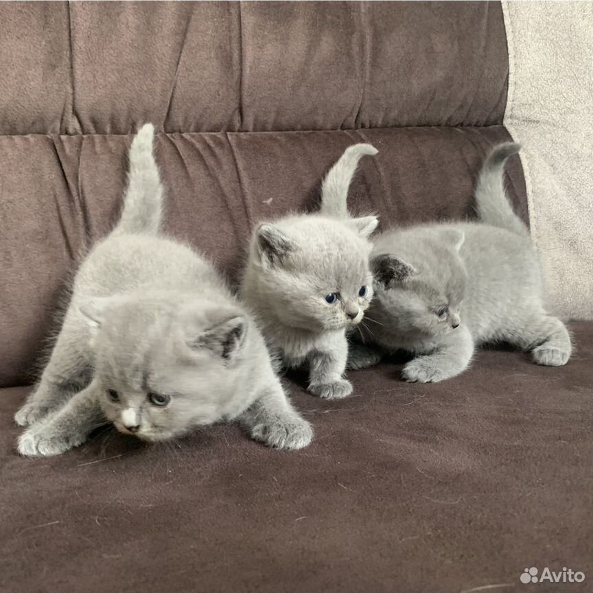 Шотландские котята