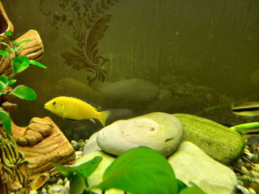 Лабидохромисы желтые (Колибри )