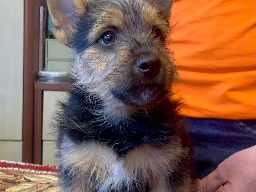 Щенки норвич терьера