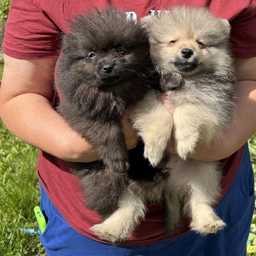 Щенки шпица