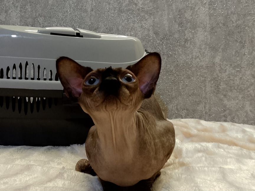 Канадский сфинкс